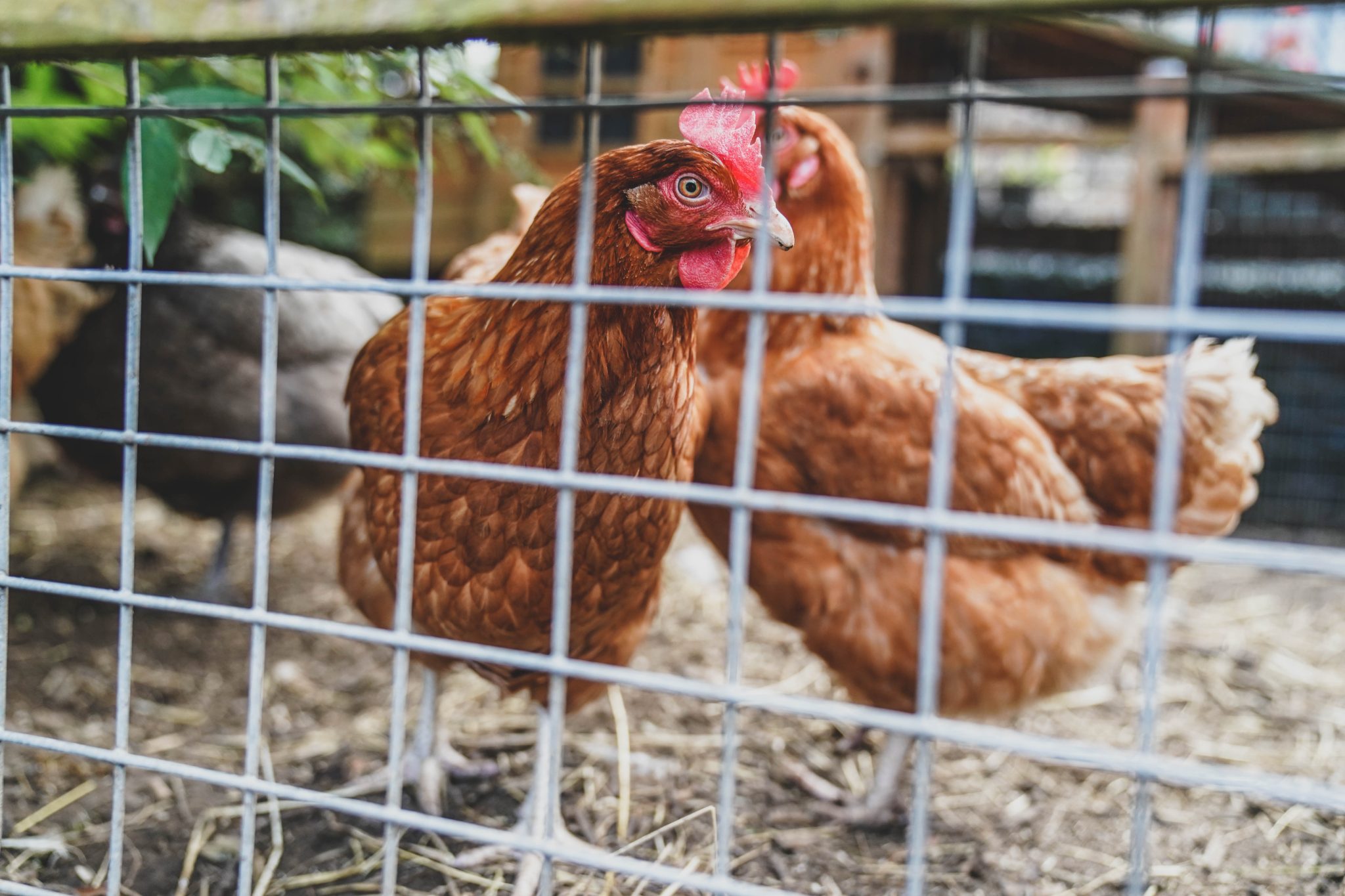 Chicken Vet - Moorgate Veterinary Group