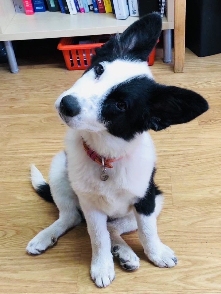 Offers - Moorgate Veterinary Group