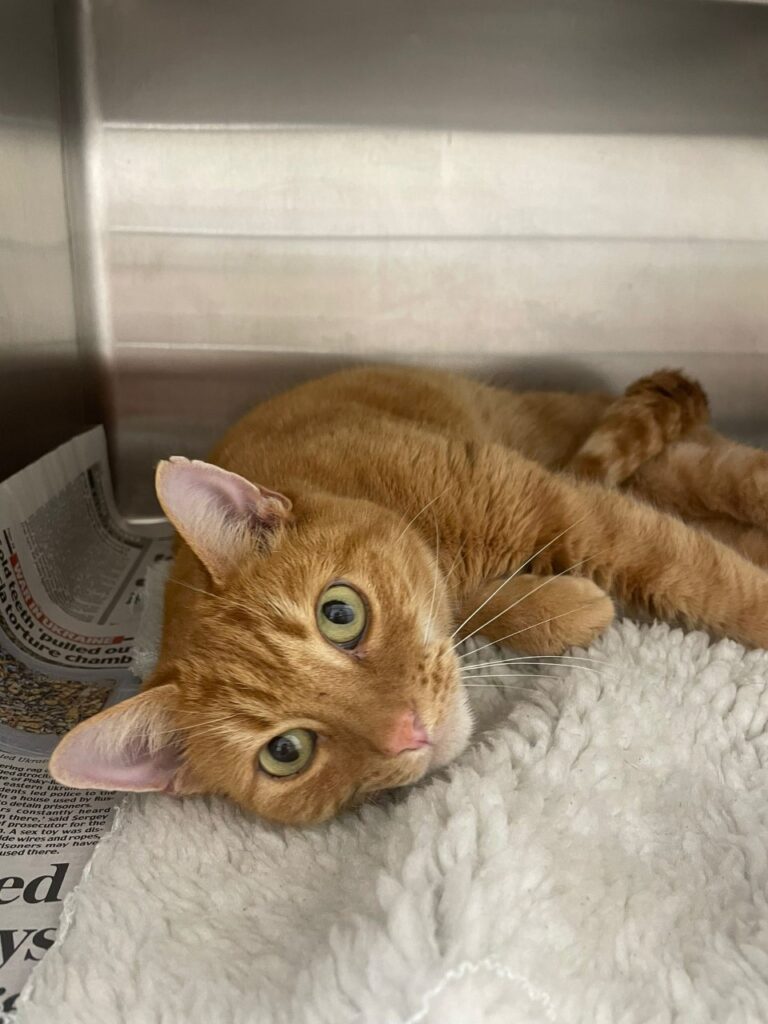 Small Animals - Moorgate Veterinary Group